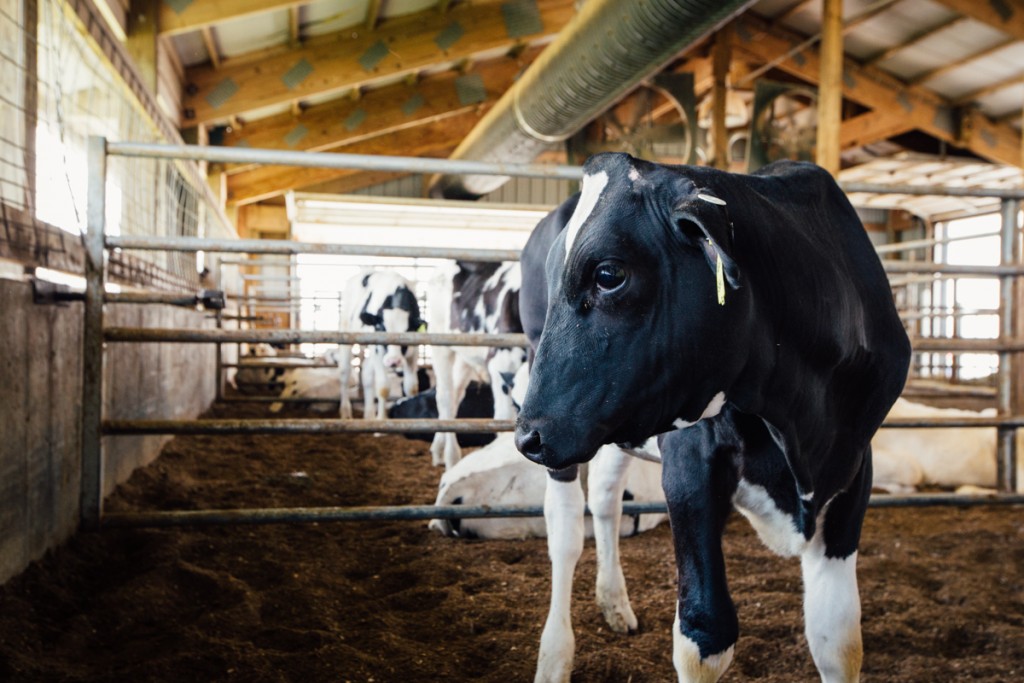 Getting the Best Bovine Cattle Photography | Exclusive Commercial ...