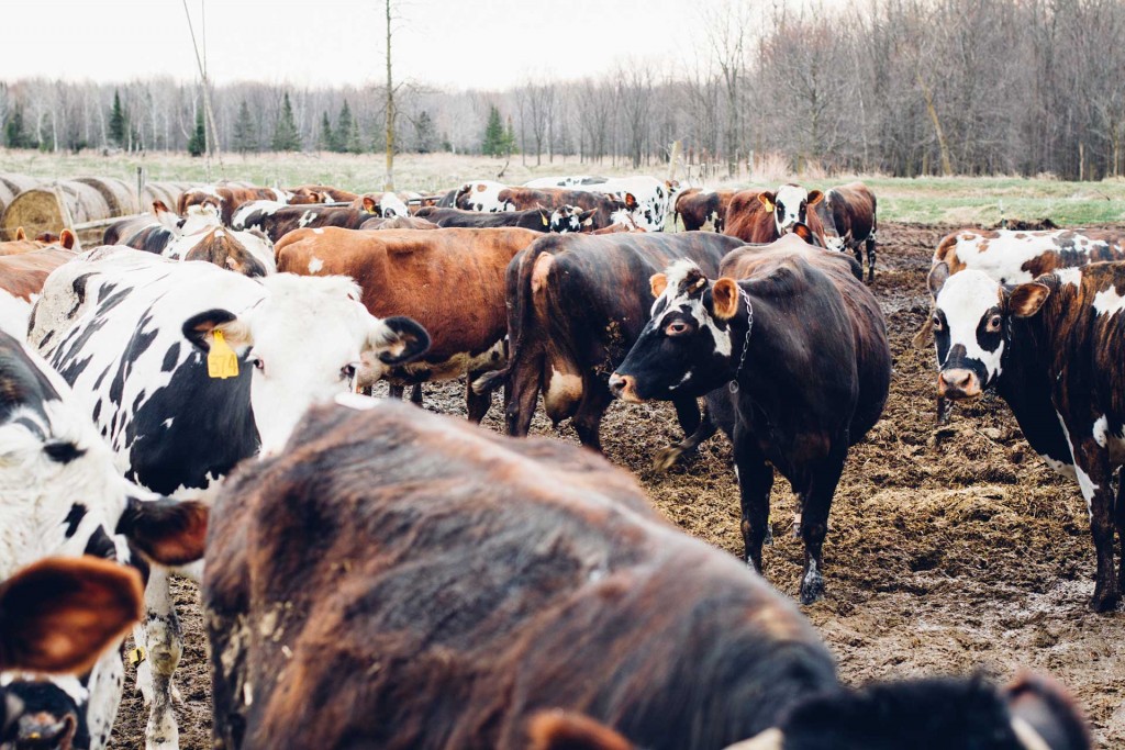 Photo Series Showing a Family Owned Wisconsin Dairy Farm | Exclusive ...