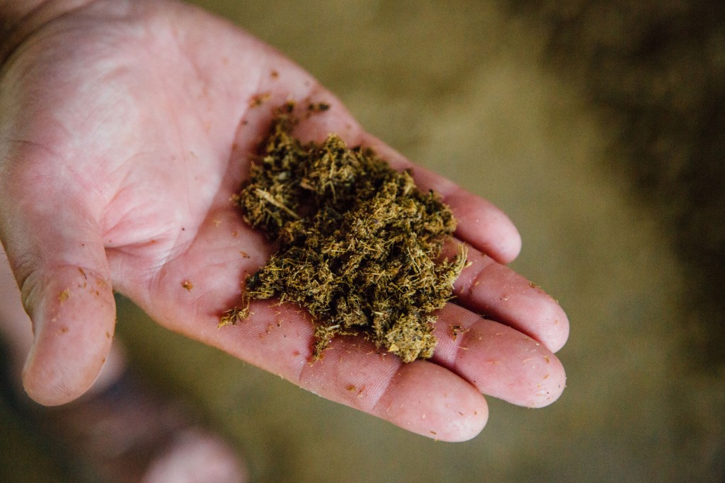 Five Star Dairy recycled manure solids in hand-3054 | Exclusive ...