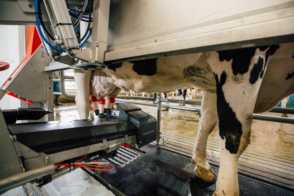 scientific-holsteins-lely-astronaut-robotic-milker-cow-being-milked ...