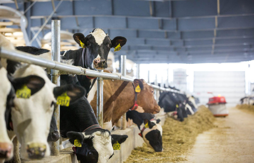 miltrim-wisconsin-dairy-farm-lely-happy-cows | Exclusive Commercial ...